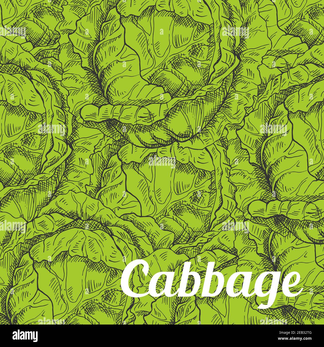 Green cabbage vegetable background with juicy crunchy leaves texture ...