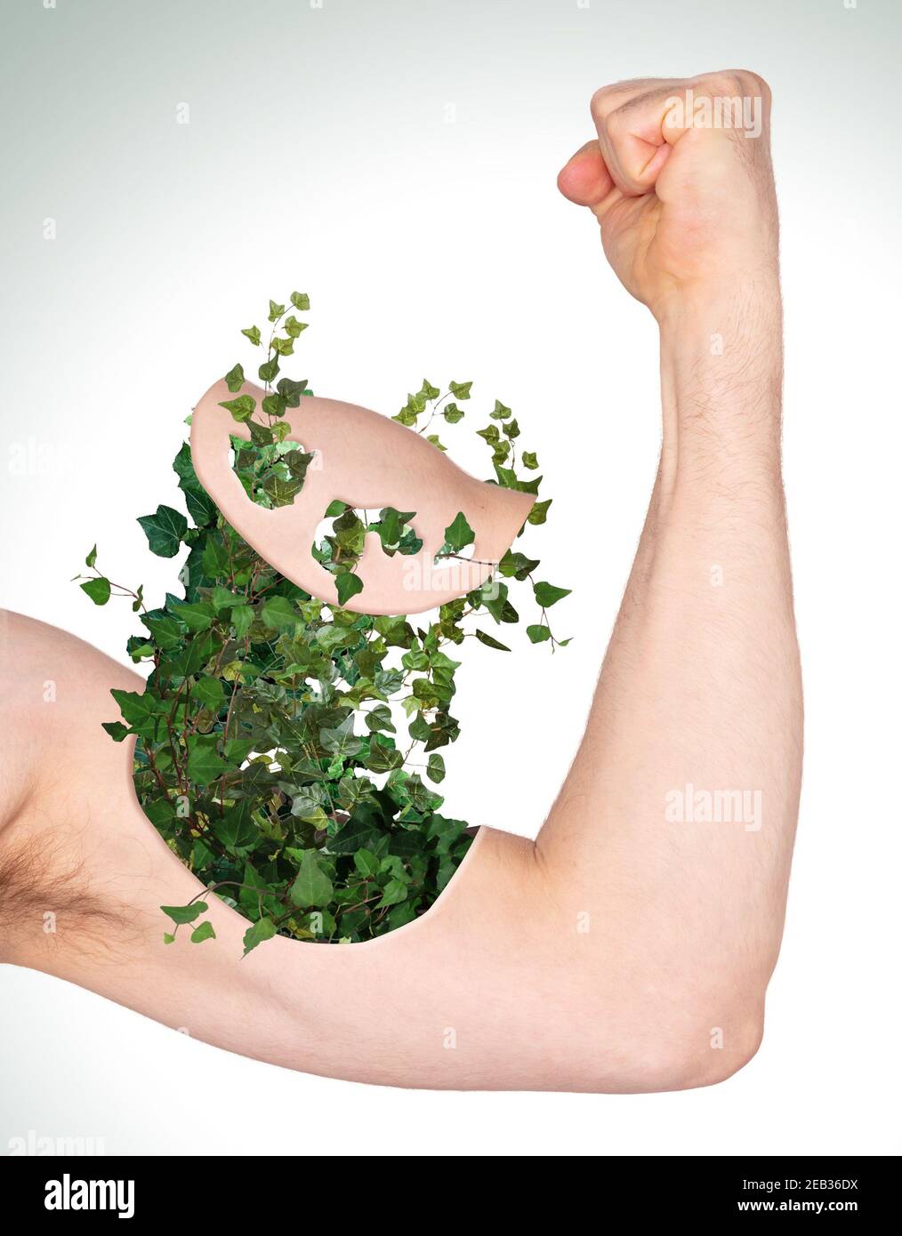 Male arm shows biceps, ivy growing out of arm, isolated on white ...