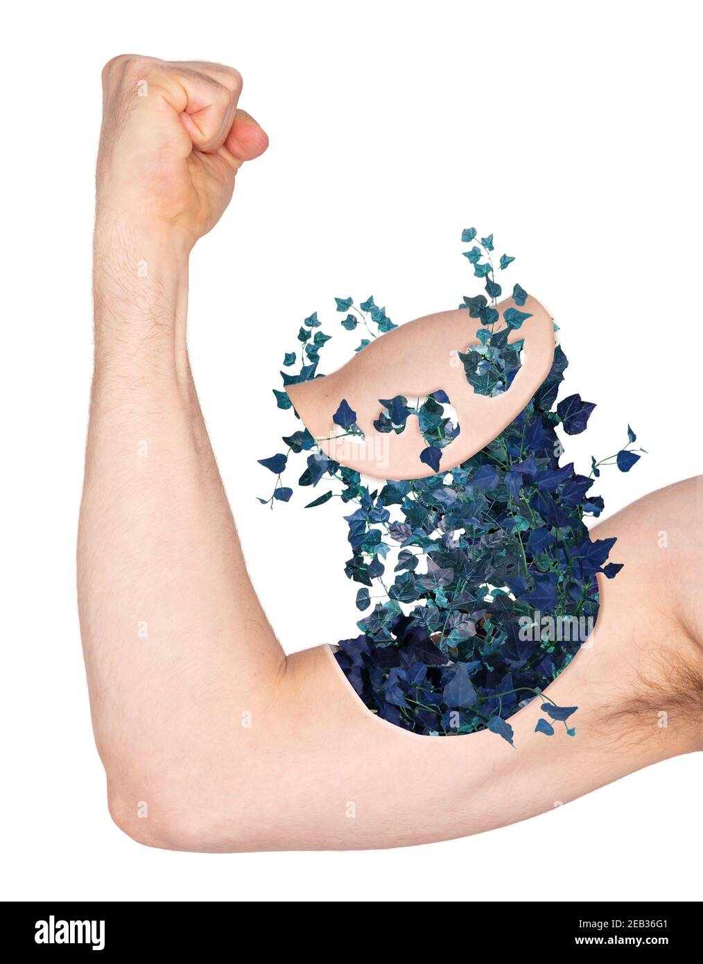 Male arm shows biceps, blue ivy growing out of arm, isolated on white ...