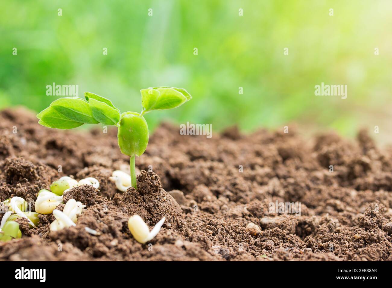 Agriculture. Growing plants. Plant seedling.Plant seedlings on the ...
