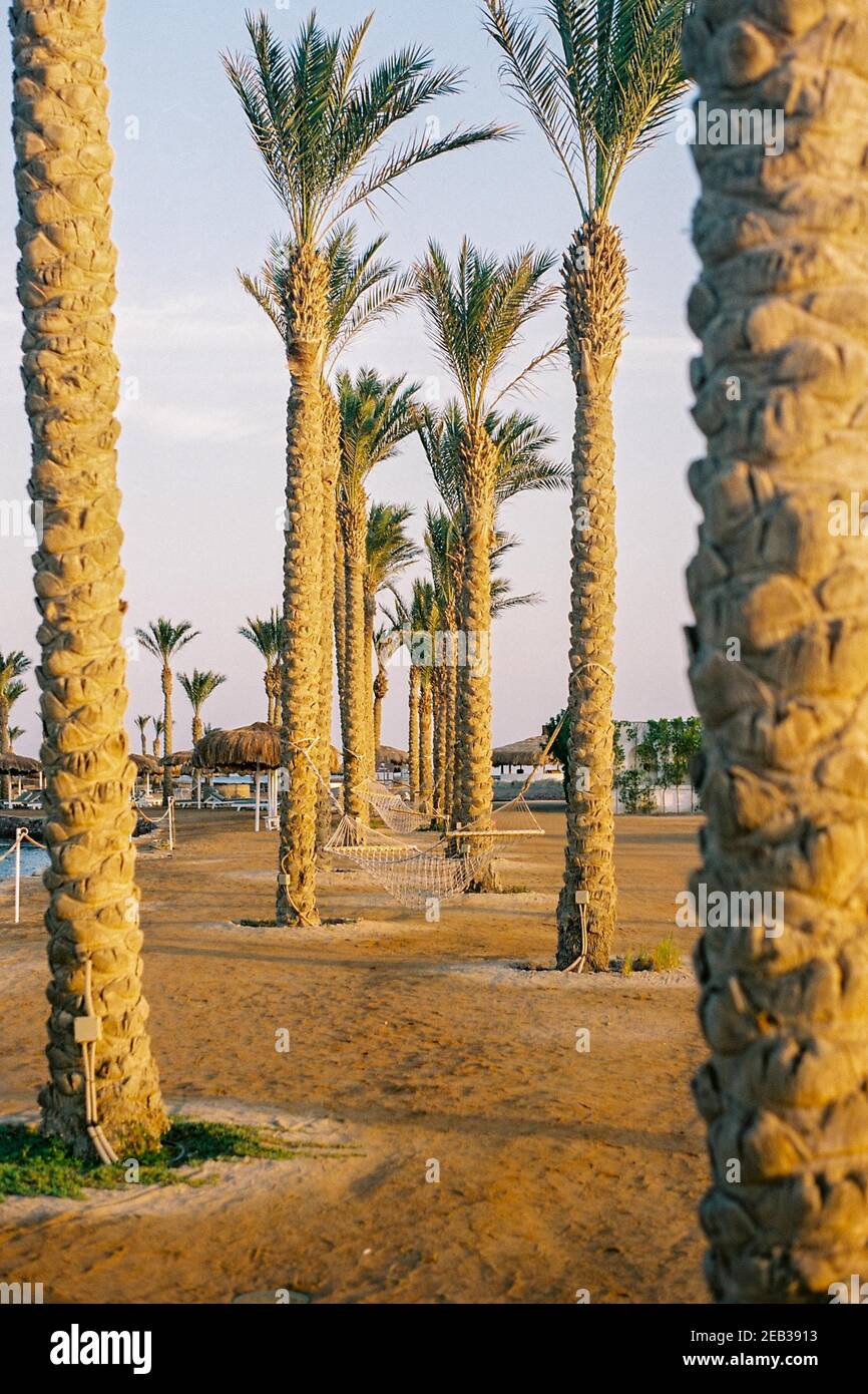 Vertical shot of rows of tropical palm trees with empty hanging ...