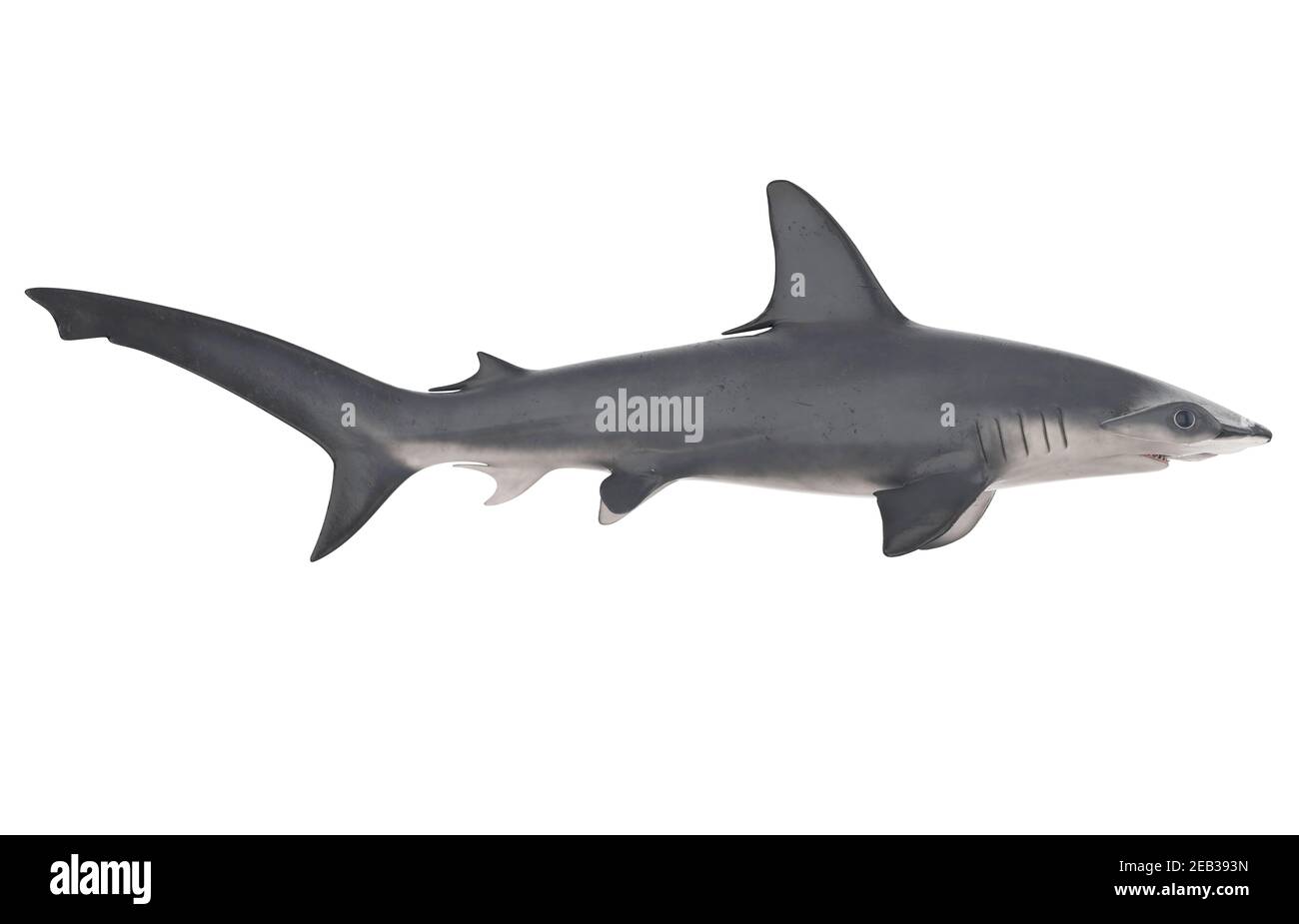 Hammerhead teeth hi-res stock photography and images - Alamy