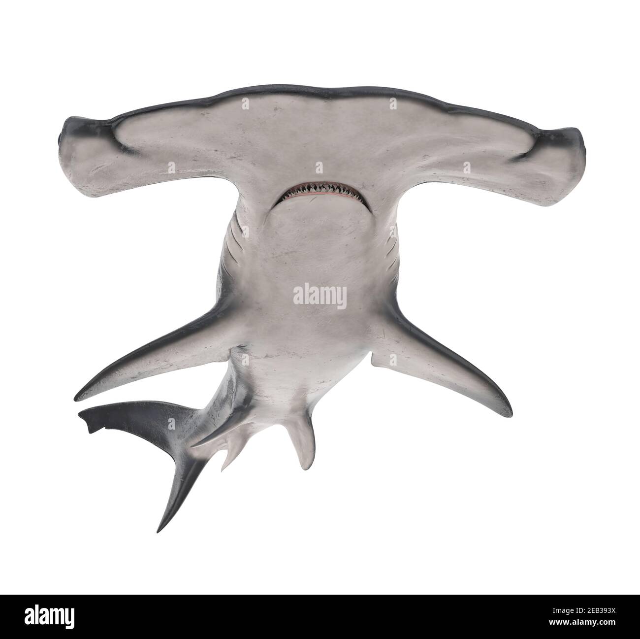 Hammerhead shark mouth hi-res stock photography and images - Alamy