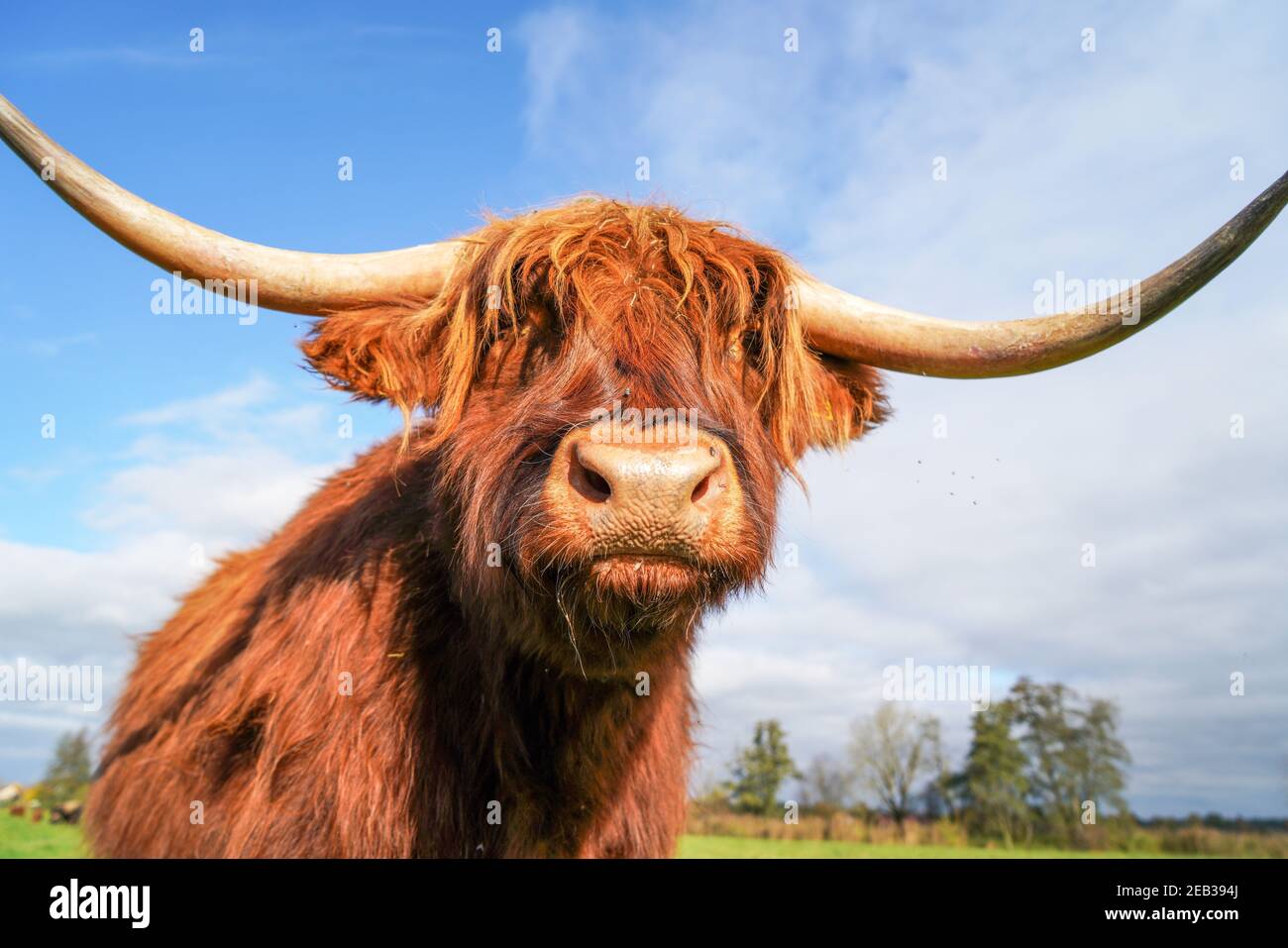 Low angle portrait of a bull with huge horns captured during the ...