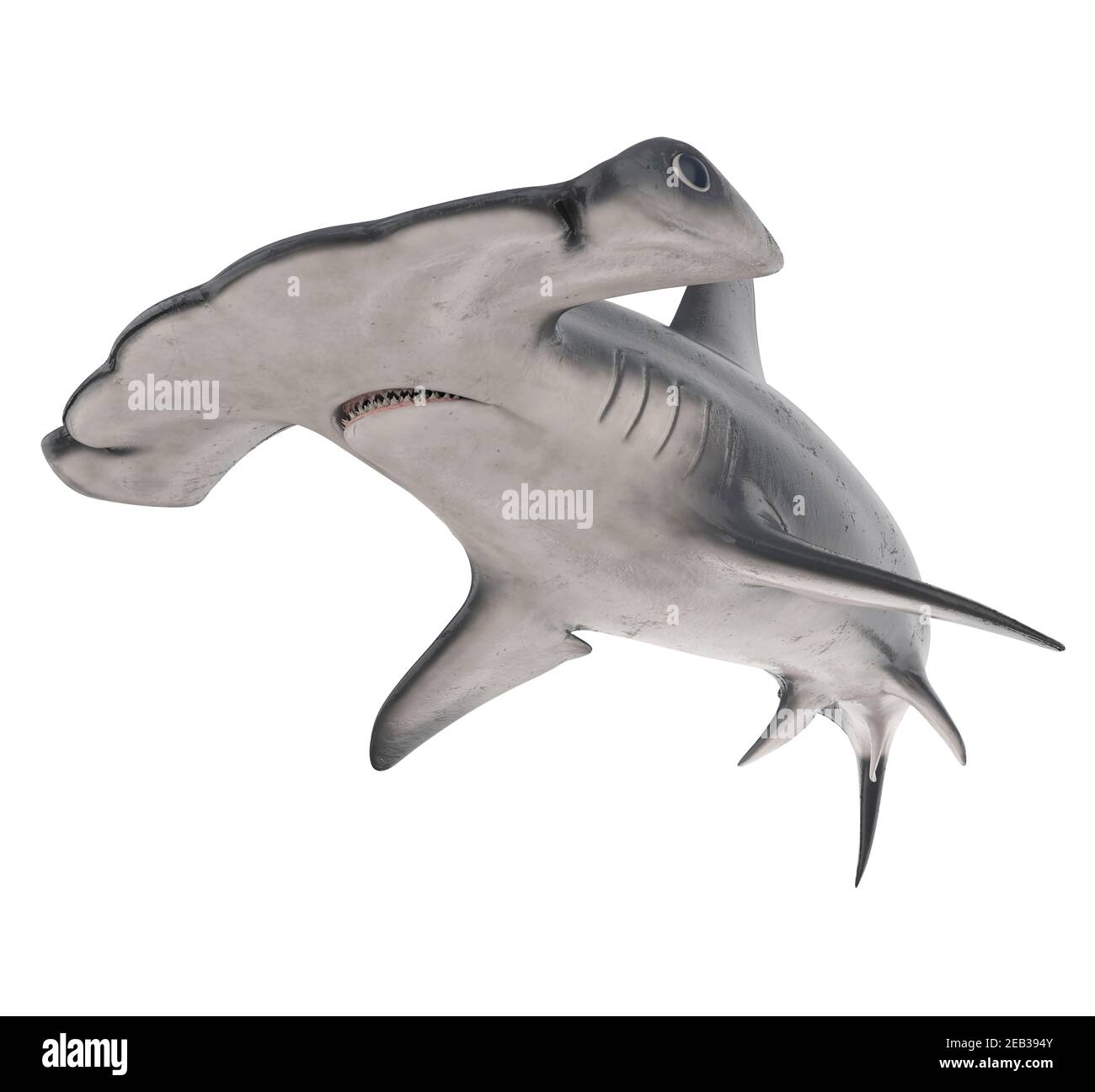 Hammerhead Shark Isolated Stock Photo - Alamy