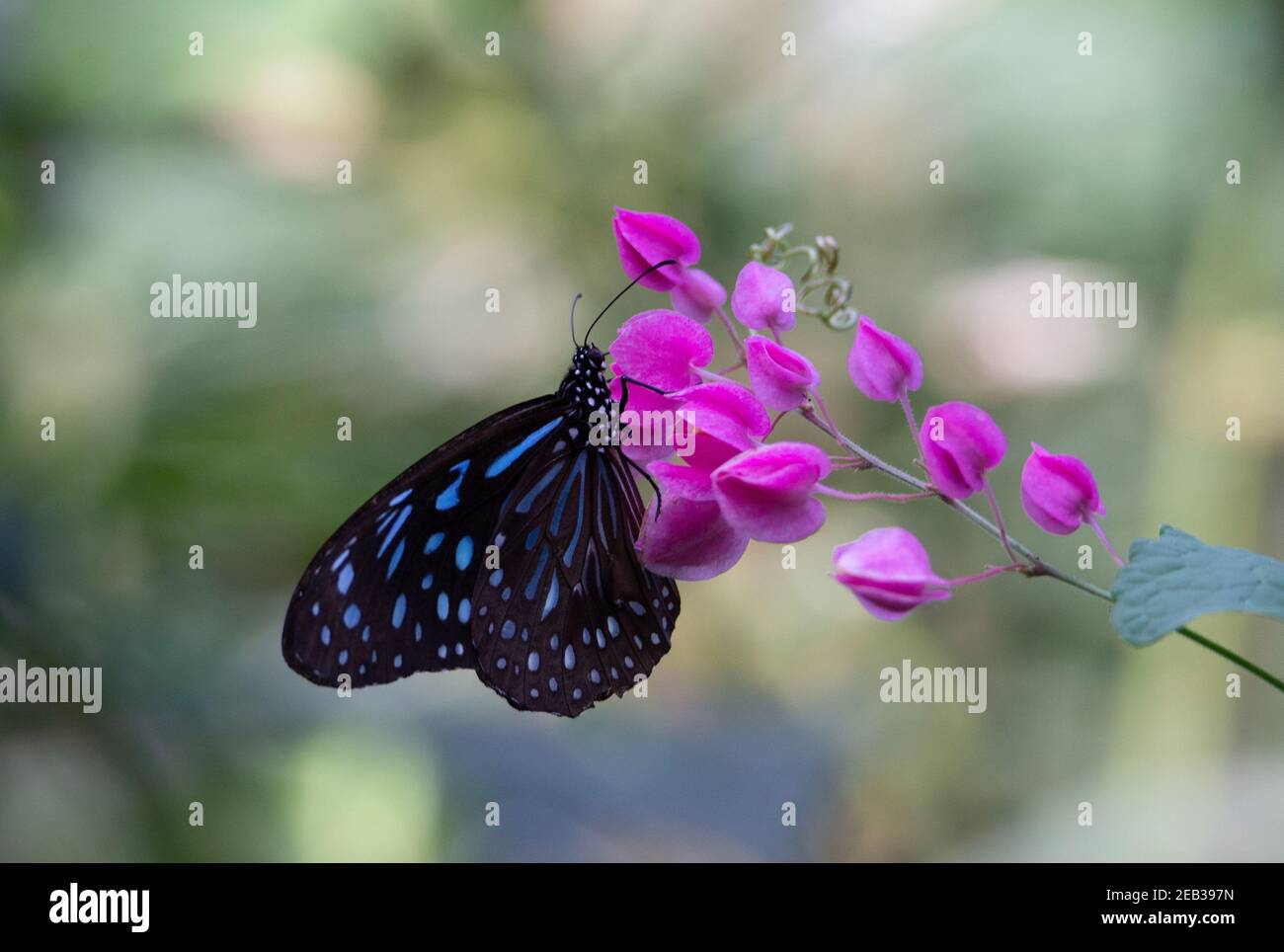dark blue tiger (Tirumala septentrionis) a dark blue tiger butterfly ...