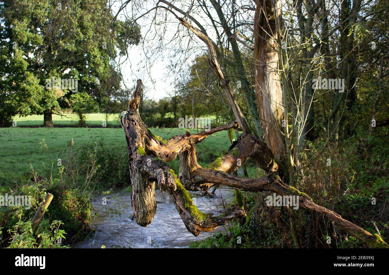 Wetland tree hi-res stock photography and images - Alamy