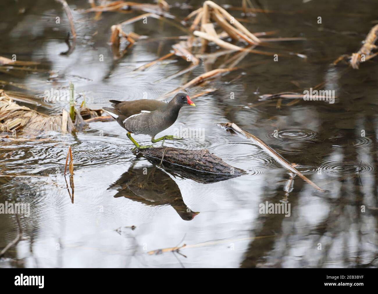 A common moorhen (Gallinula chloropus ) or waterhen, swamp chicken in ...