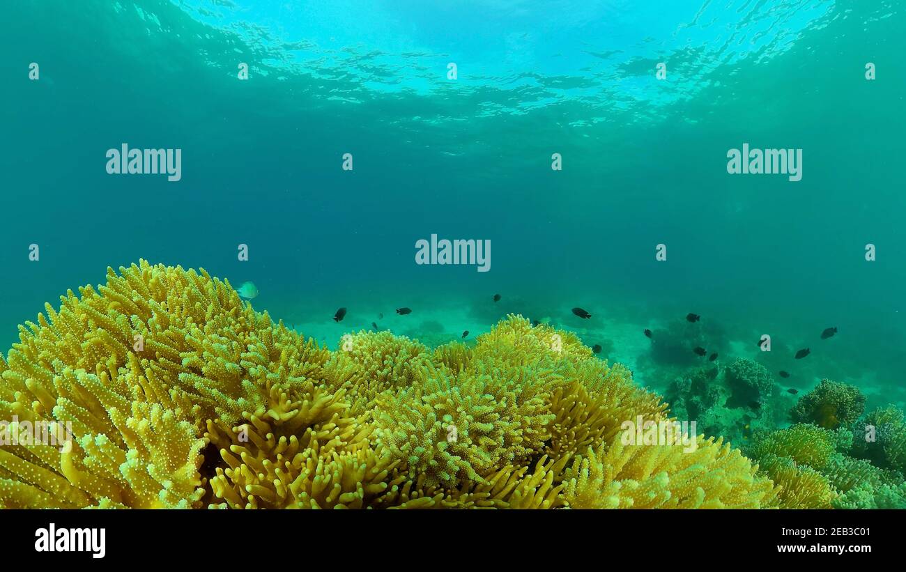 Tropical sea and coral reef. Underwater Fish and Coral Garden ...
