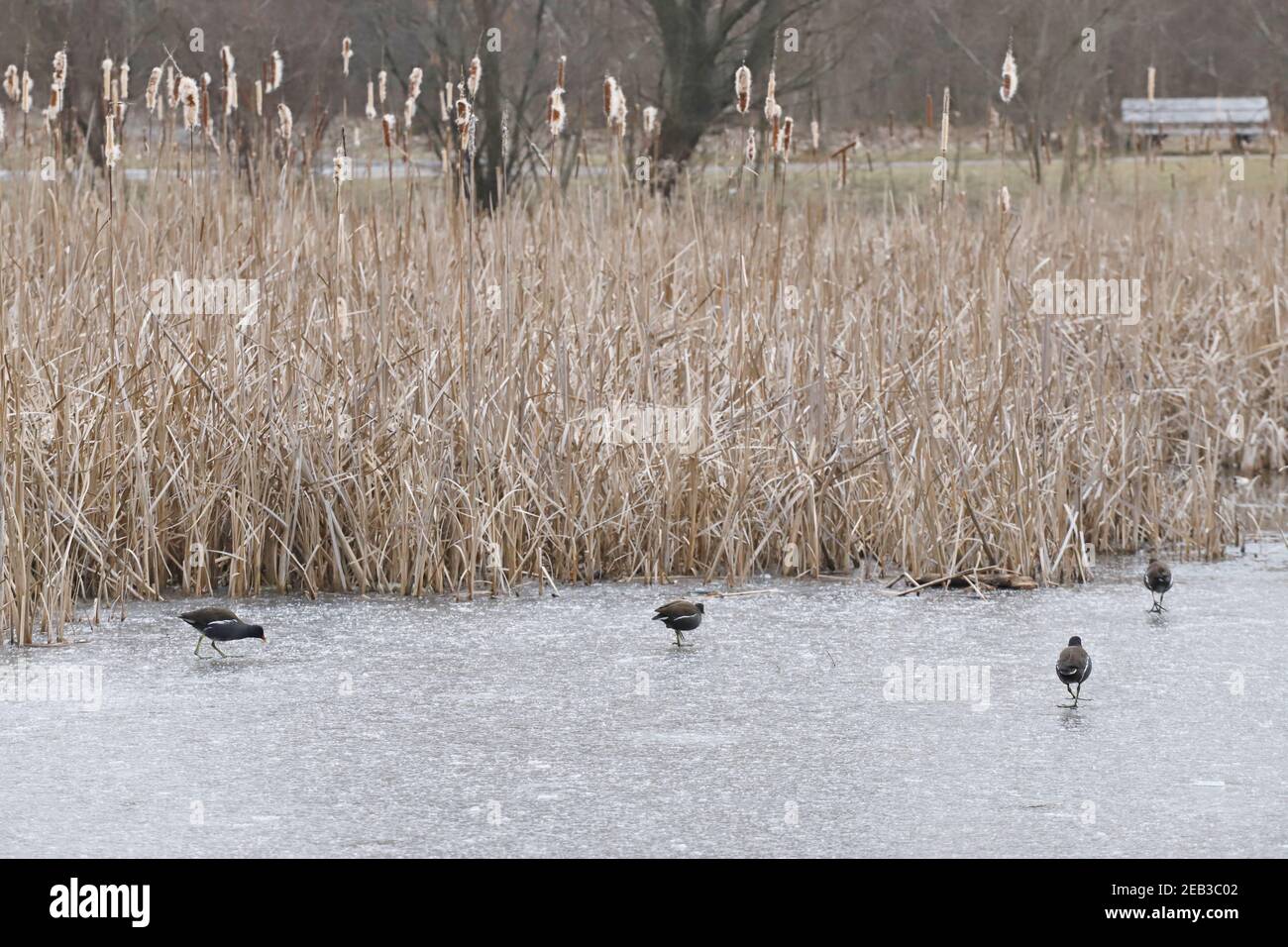 A flock of common moorhen (Gallinula chloropus ) or waterhens are ...