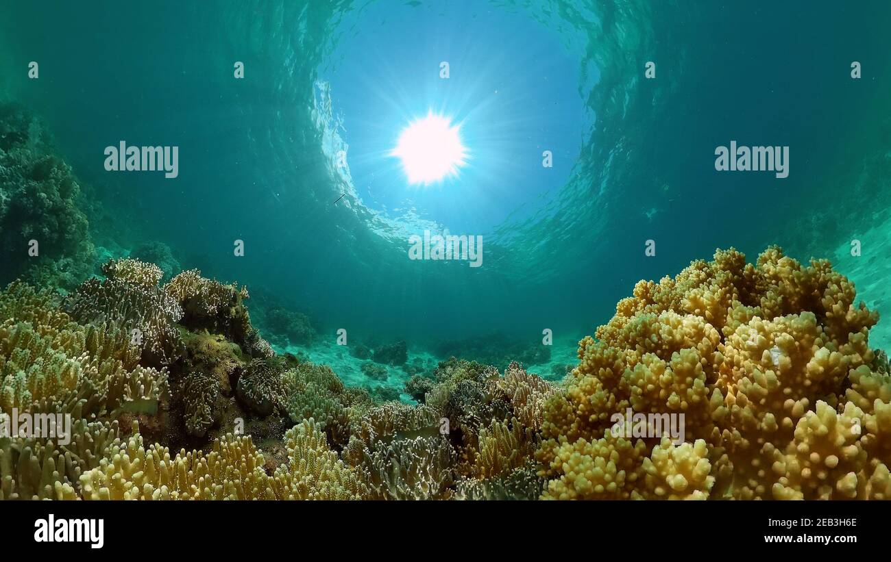 Underwater scene coral reef. Hard and soft corals, underwater landscape ...