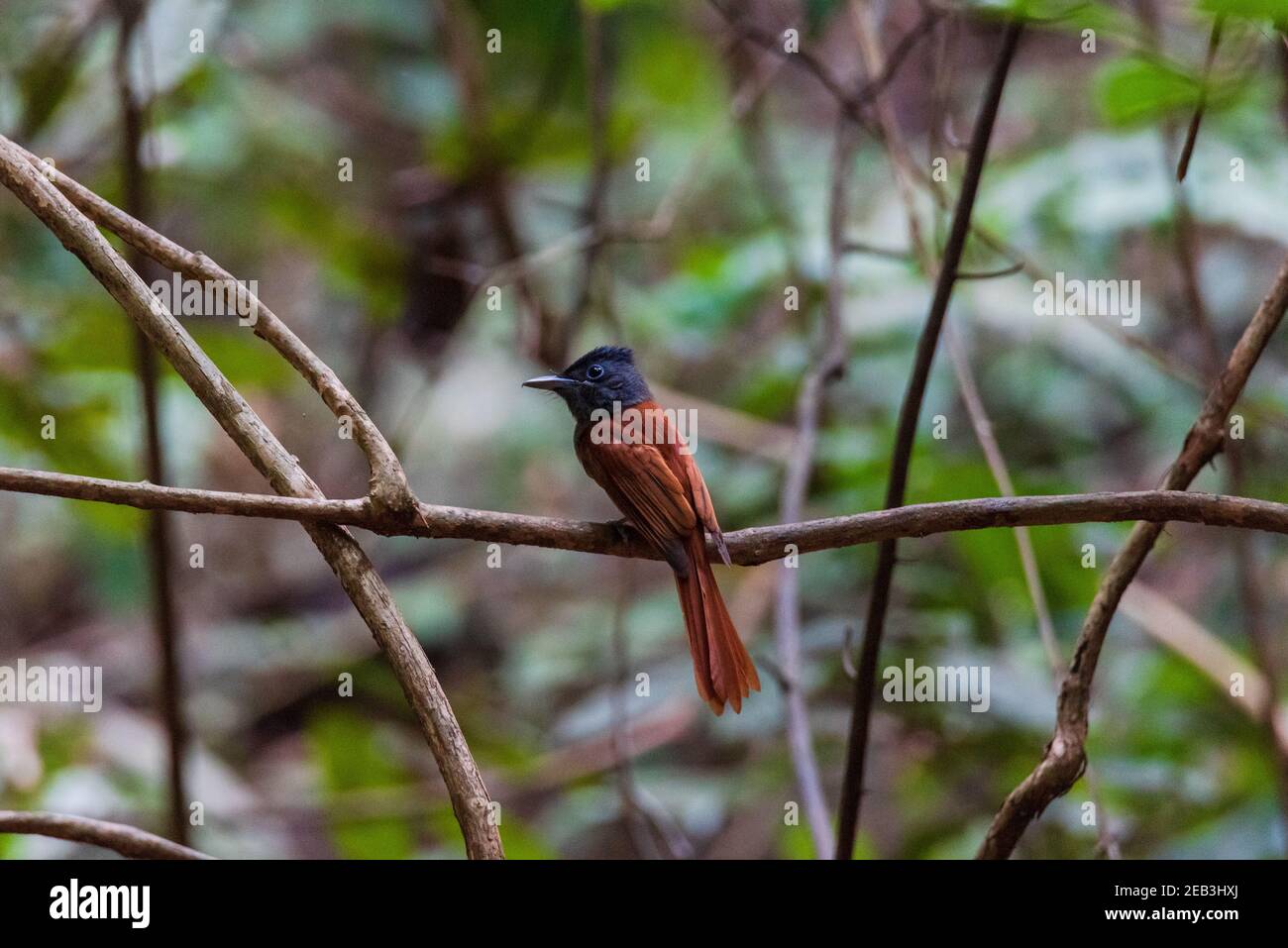 Female bird of paradise hi-res stock photography and images - Alamy