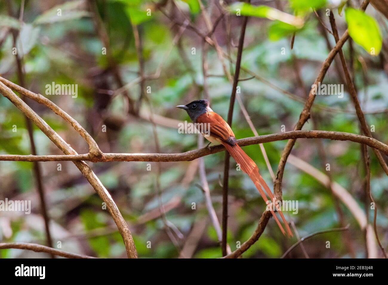 Paradise drongo bird hi-res stock photography and images - Alamy