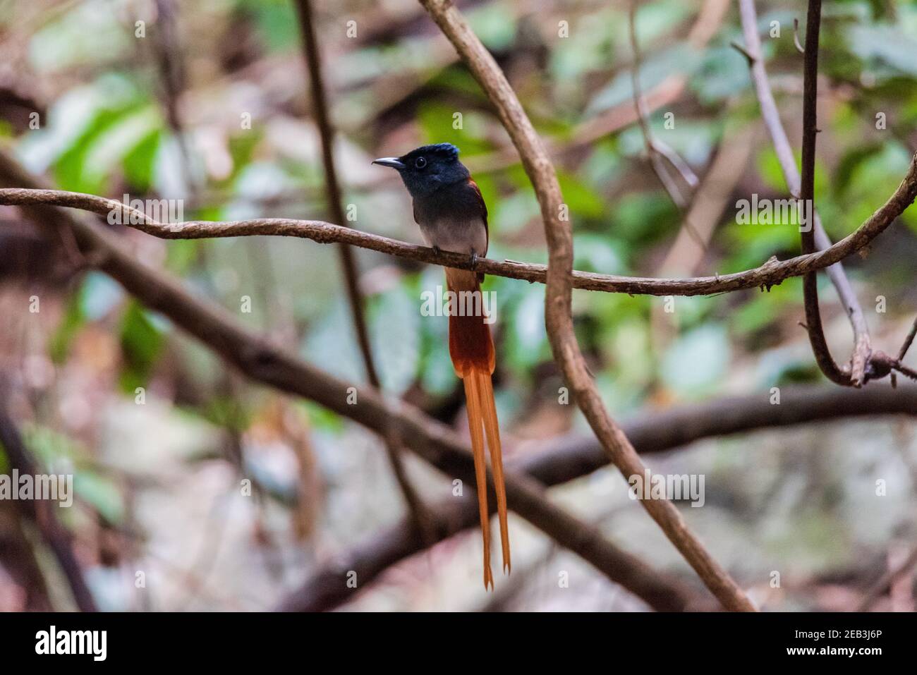 Asian brown flycatcher bird thailand hi-res stock photography and ...
