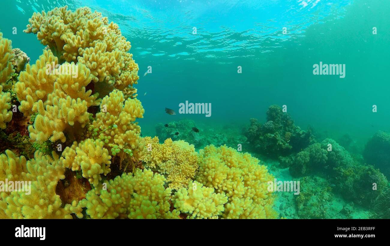 Tropical fishes and coral reef at diving. Underwater world with corals ...