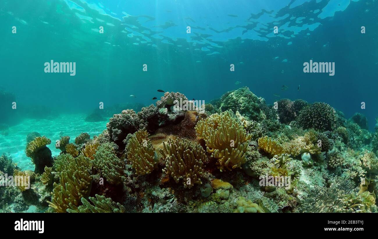 Underwater fish reef marine. Tropical colourful underwater seascape ...