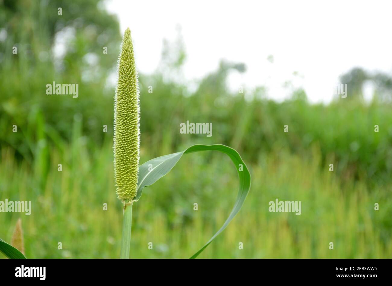 Millet plantation hi-res stock photography and images - Alamy