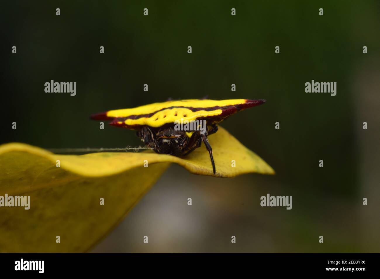 Spiny back orb weavers hi-res stock photography and images - Alamy