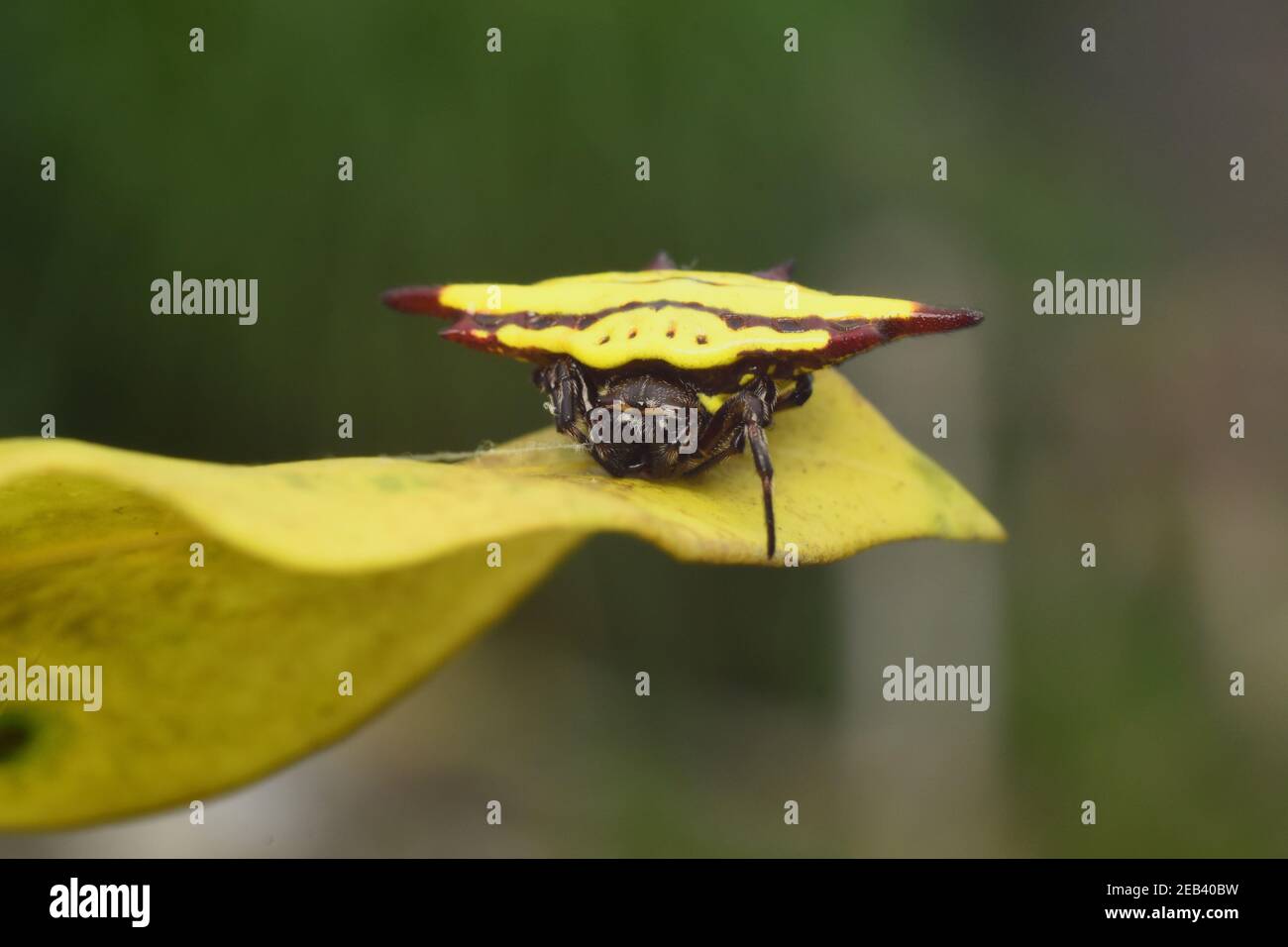 Yellow spiny back orb weaver spider resting on yellow leaf Stock Photo ...
