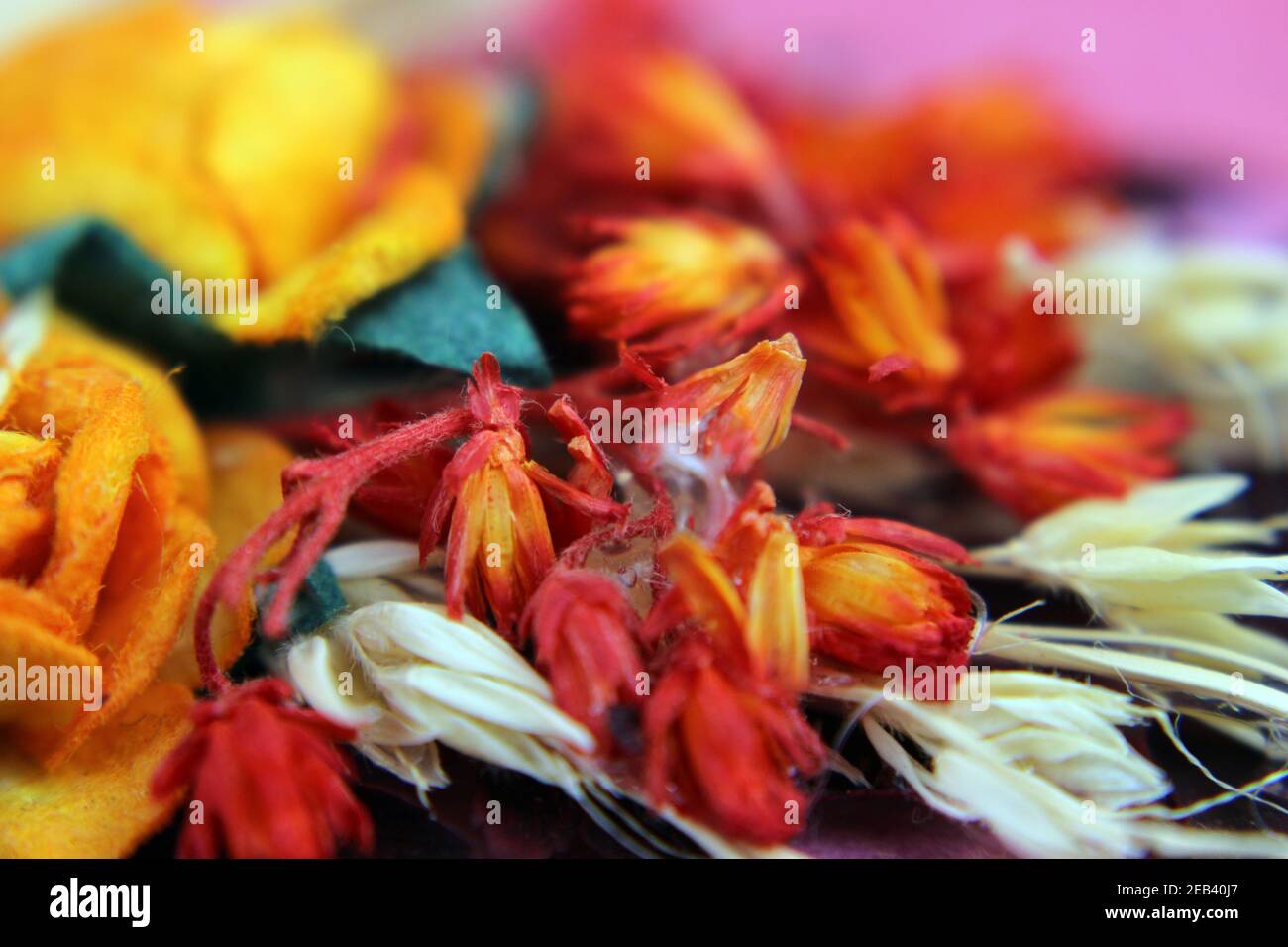Dried flower - old powdered color detail Stock Photo - Alamy