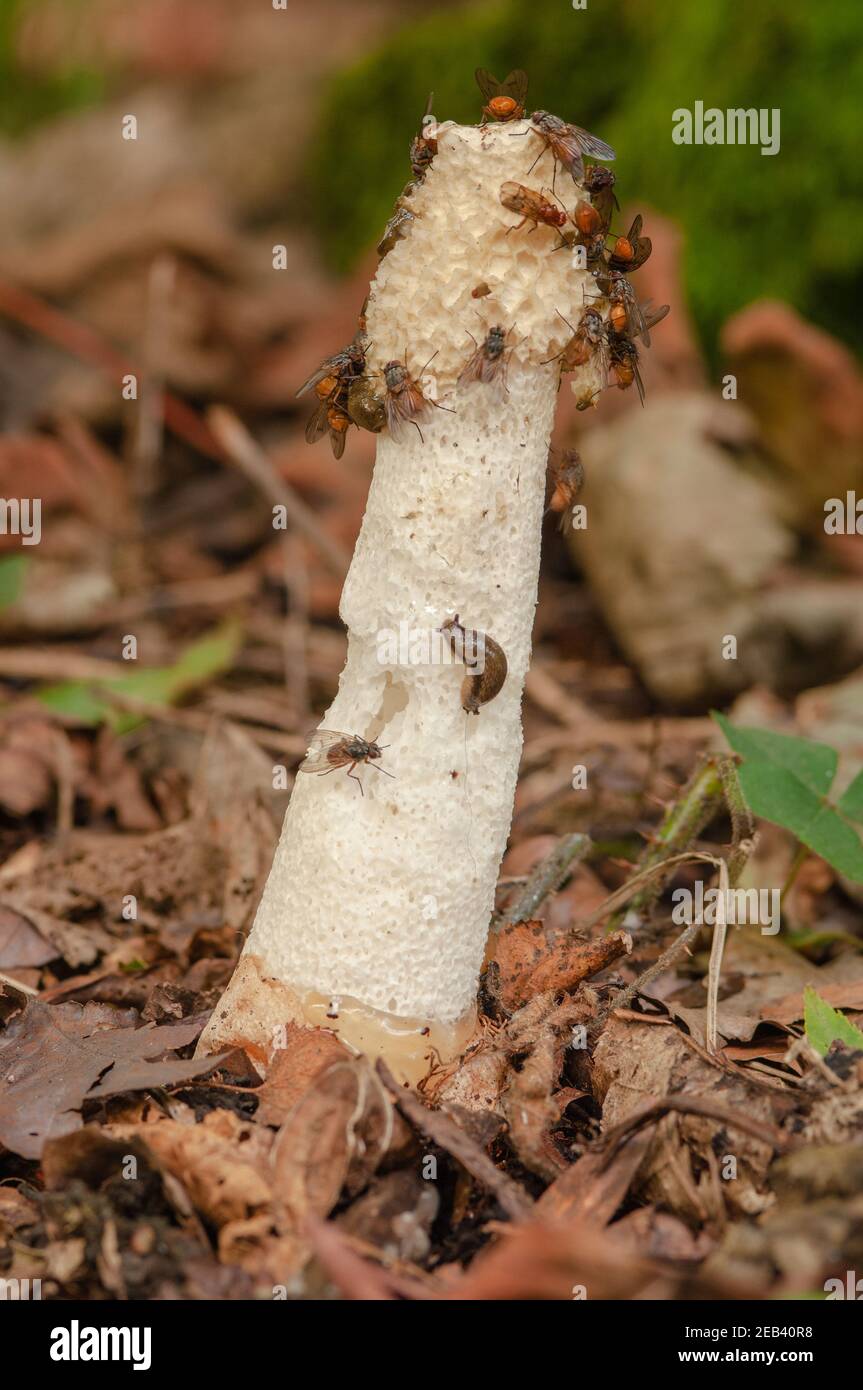 Common stinkhorn toadstool Stock Photo - Alamy