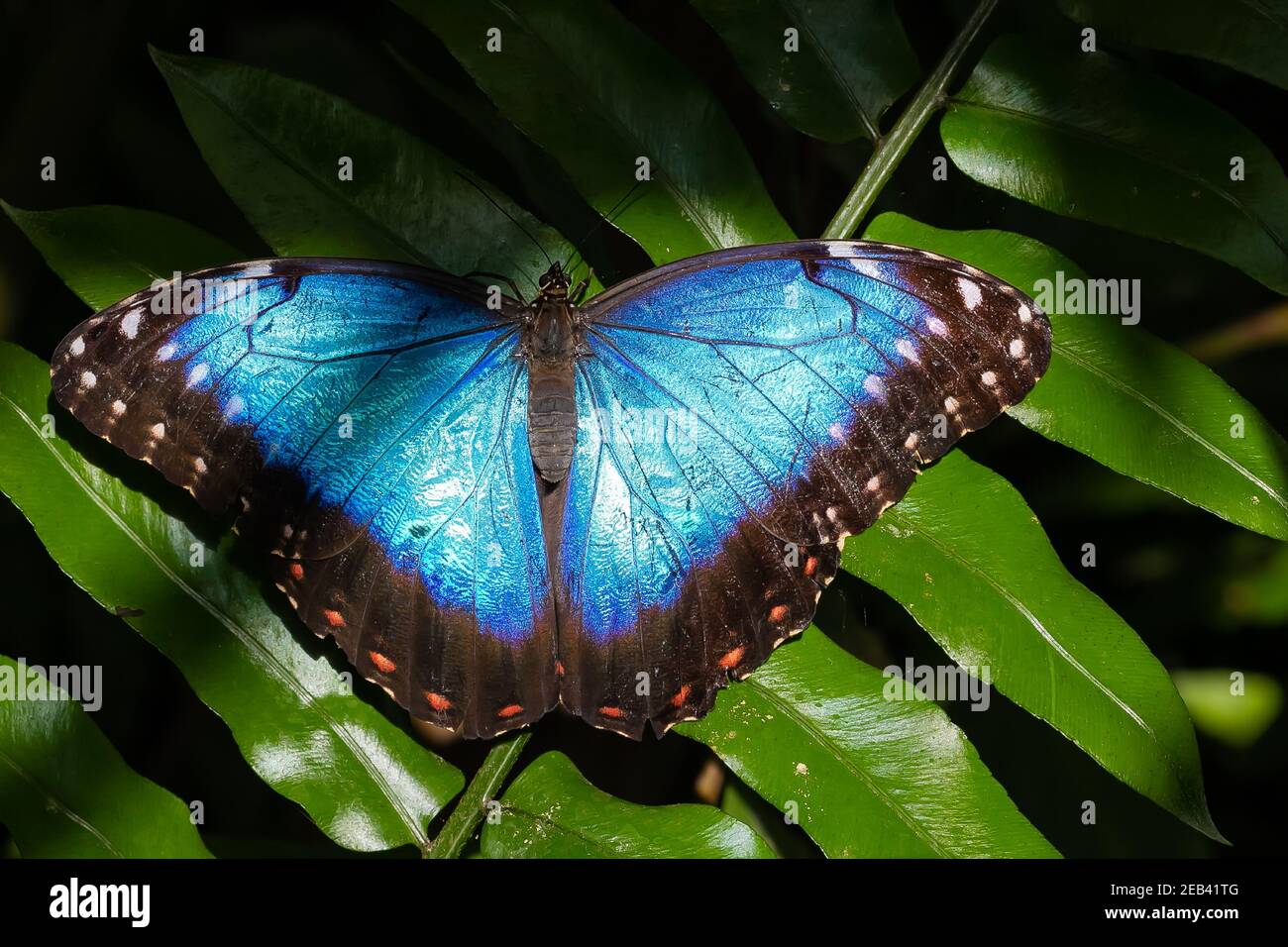 Closeup shot of a large Peleides blue morpho butterfly with beautiful ...