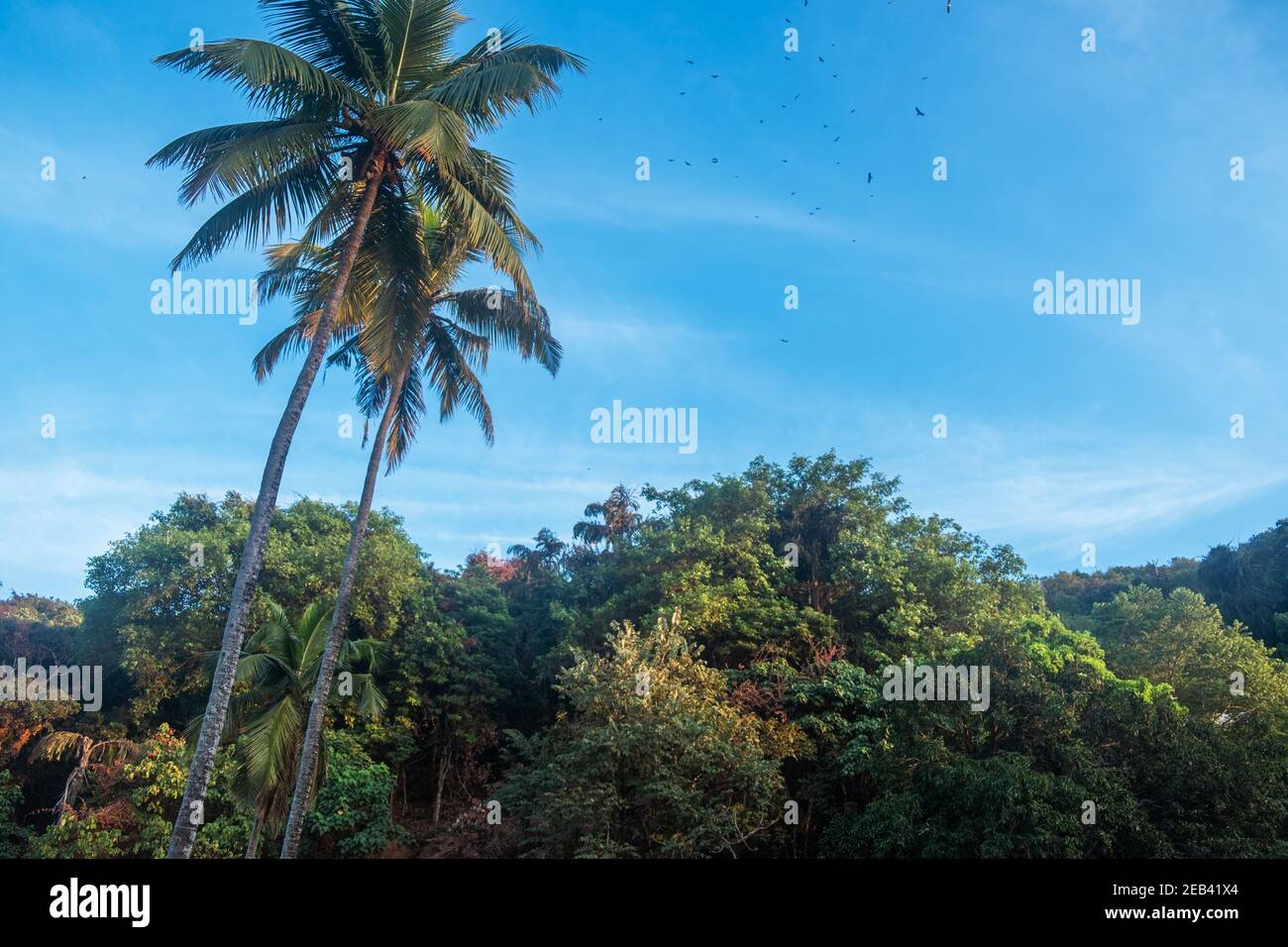 Birds circling over the forest in Goa, India Stock Photo - Alamy