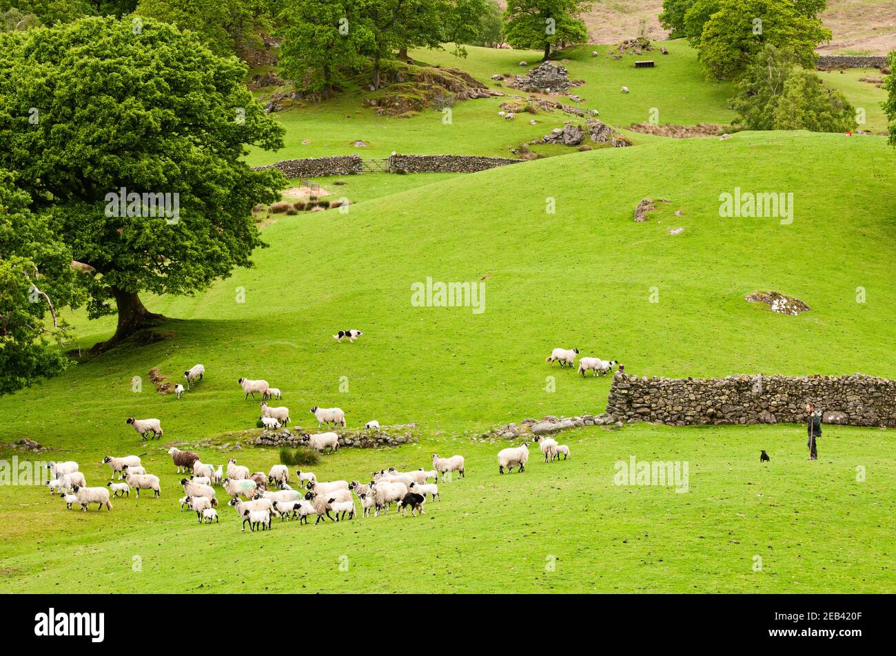 Rounding up sheep on a Lake District hill farm Stock Photo - Alamy Rounding up sheep on a Lake District hill farm Stock Photo - Alamy