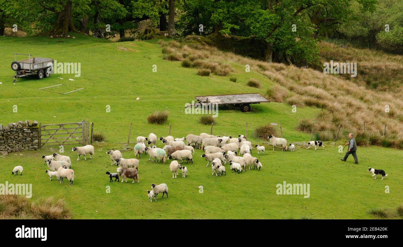 Rounding up sheep on a Lake District hill farm Stock Photo - Alamy Rounding up sheep on a Lake District hill farm Stock Photo - Alamy