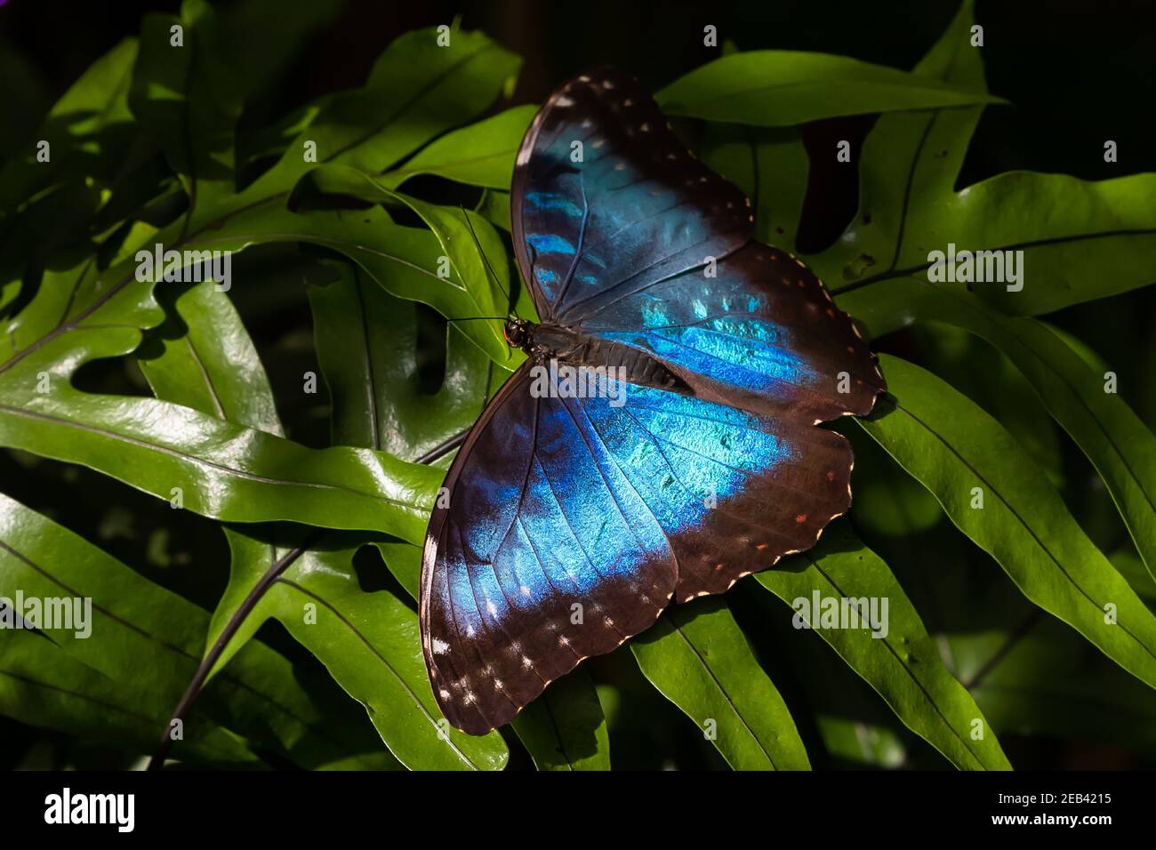 Closeup shot of a large Peleides blue morpho butterfly with beautiful ...