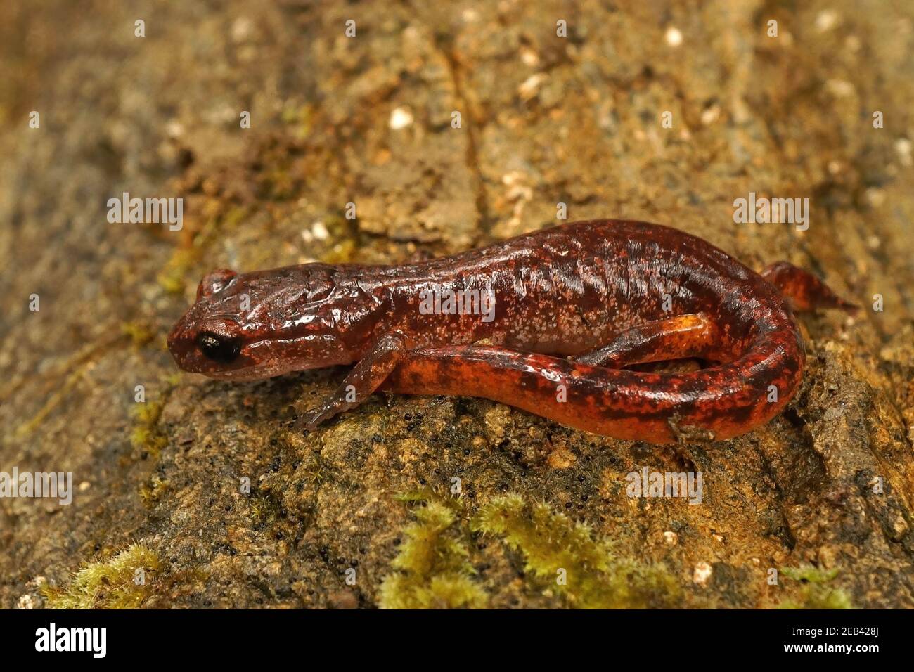 Closeup shot of curled up red-colored salamander on a tree bark Stock ...