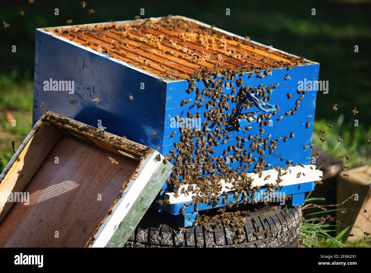 Insects in a box hi-res stock photography and images - Alamy