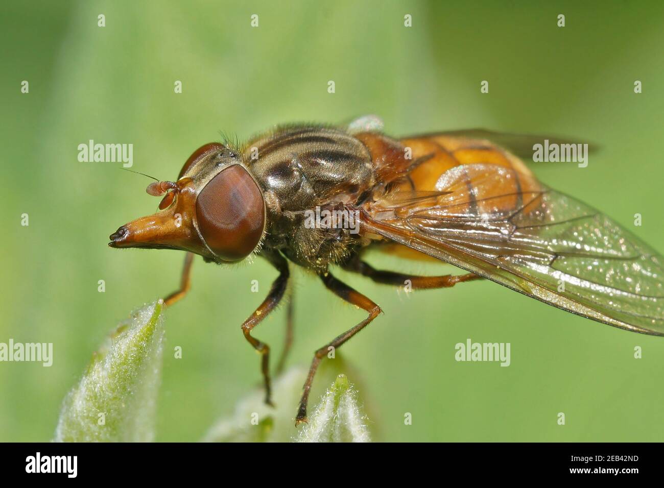 Macro shot of orange-colored snout hoverfly with a green blurry ...
