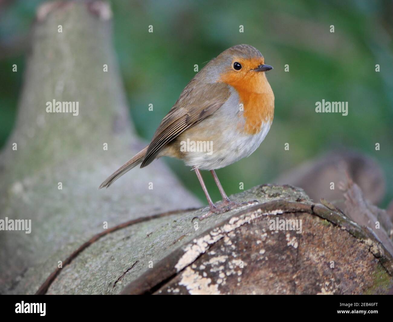 Red chest robin hi-res stock photography and images - Alamy