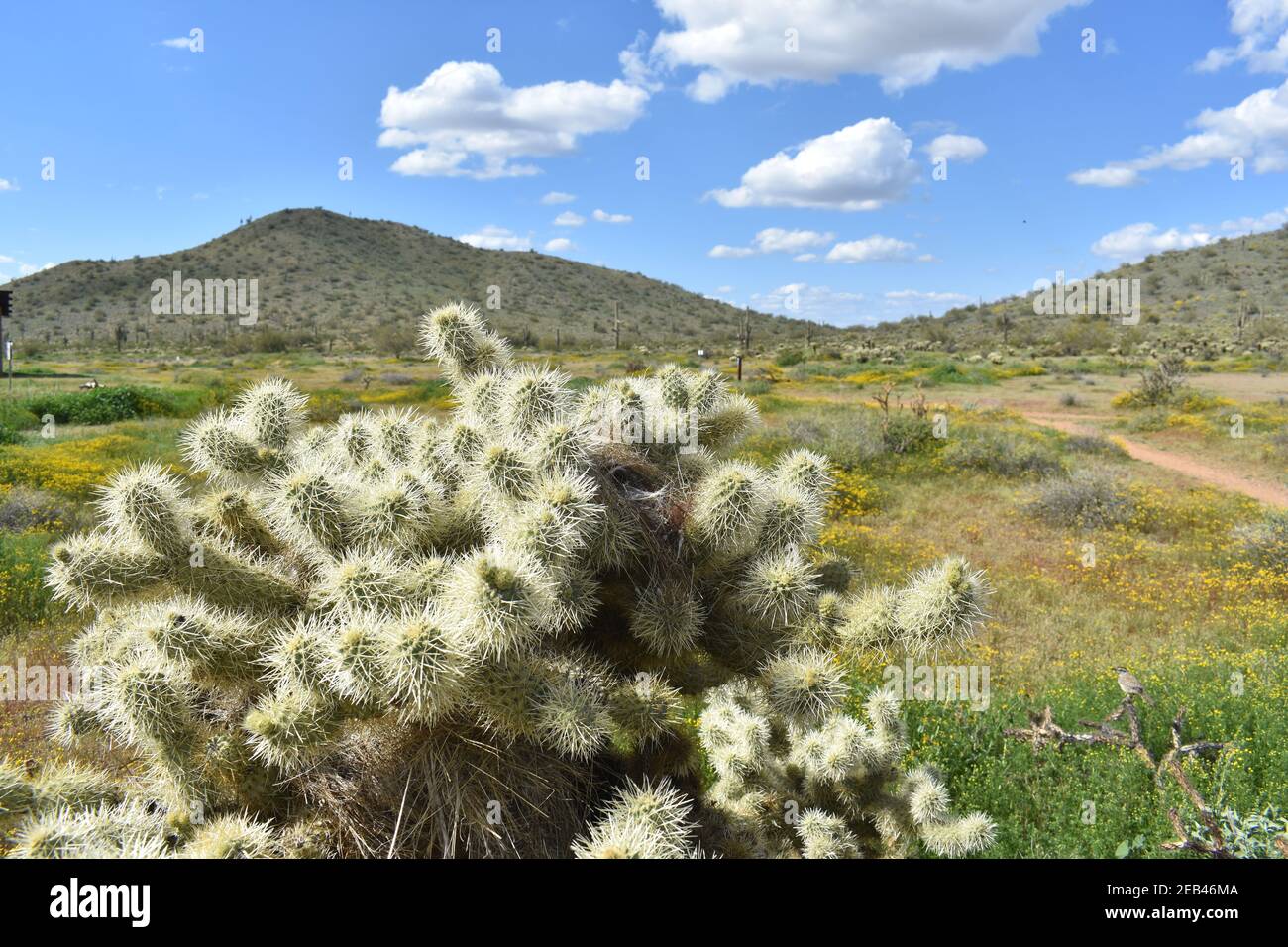 Closeup shot of teddy-bear cholla cactus with mountain background in ...