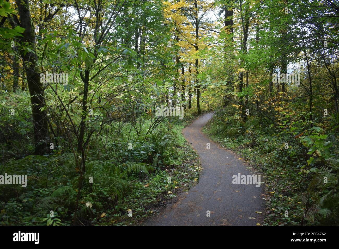 Landscape of pathway through a forest with fall colors emerging in Oregon Stock Photo - Alamy