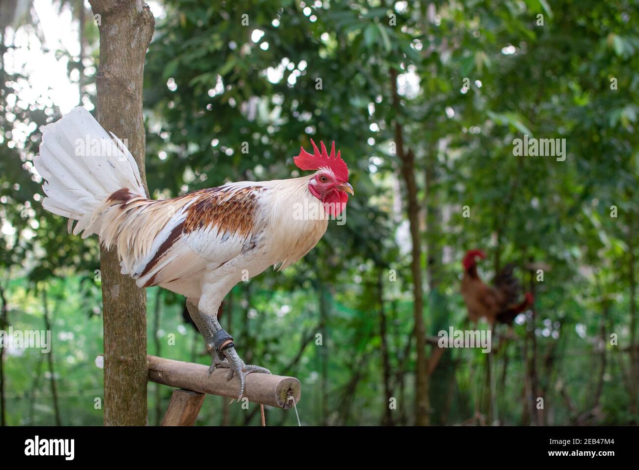 Cock Fight Fighting Pelea de Gallos Siargao Island The Philippines ...