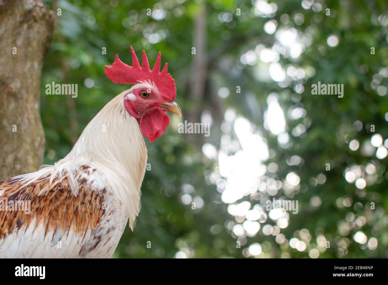 Cock Fight Fighting Pelea de Gallos Siargao Island The Philippines ...