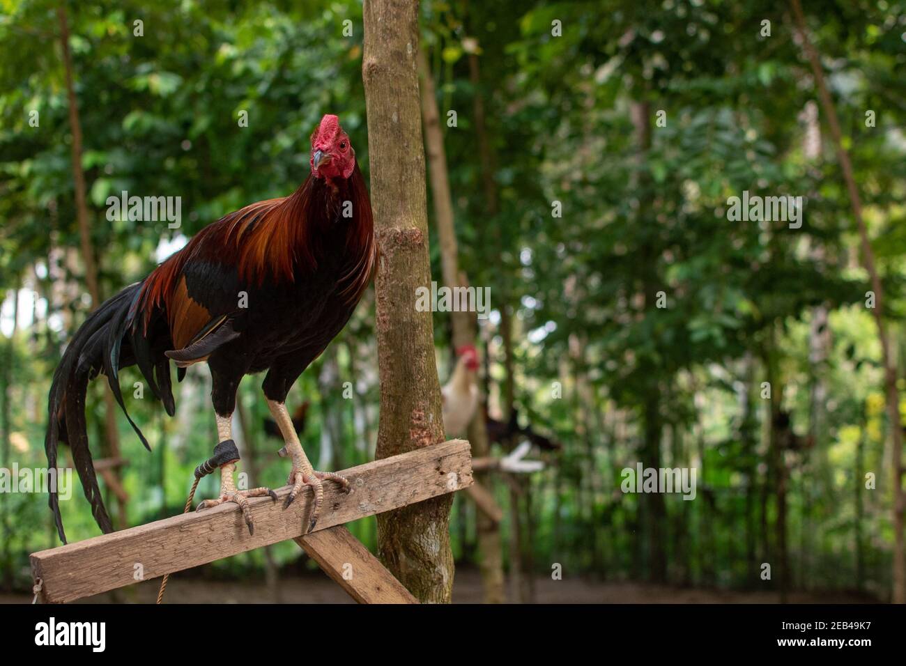 Cock Fight Fighting Pelea de Gallos Siargao Island The Philippines ...