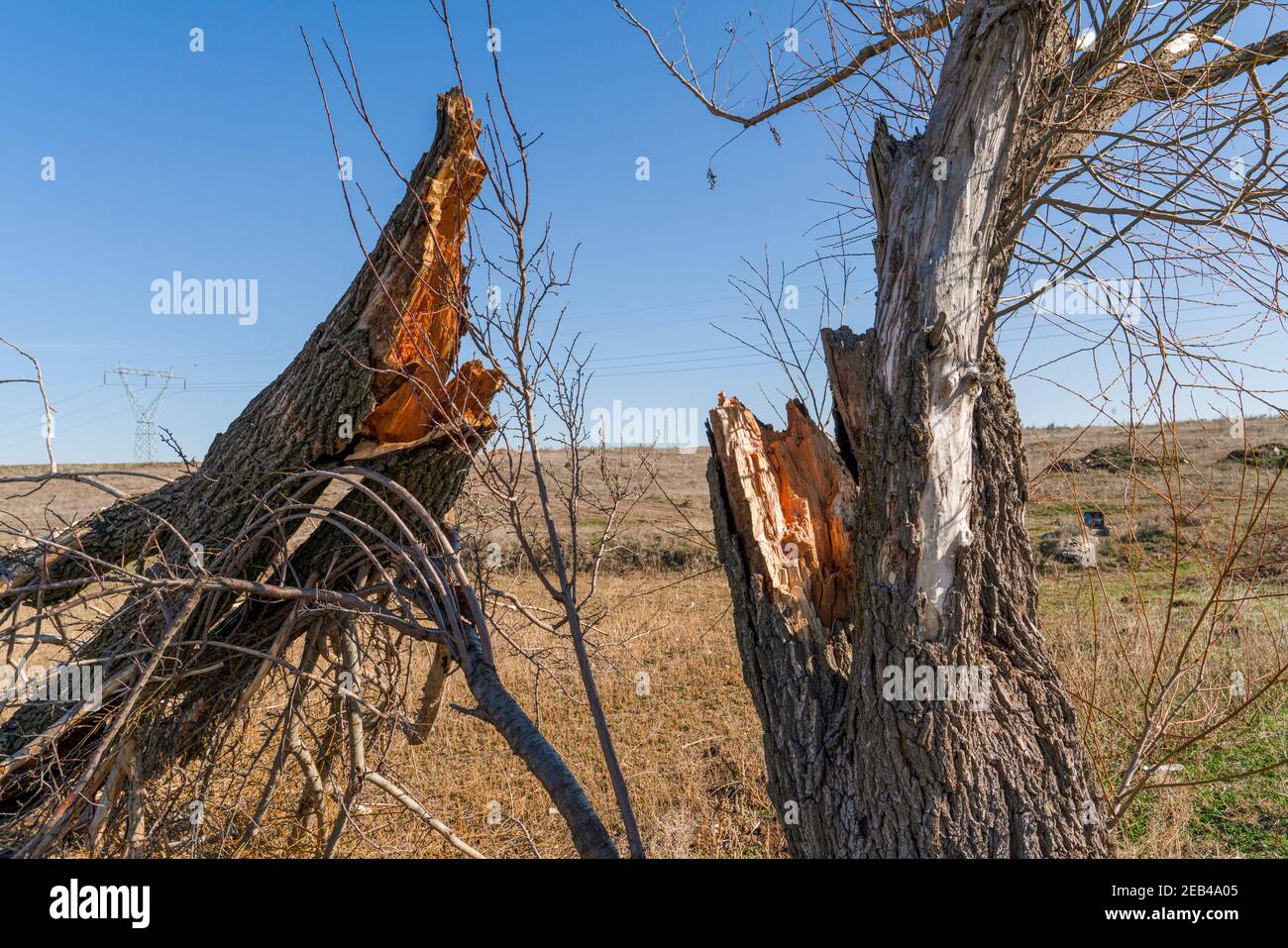 A broken willow tree lies Stock Photo - Alamy