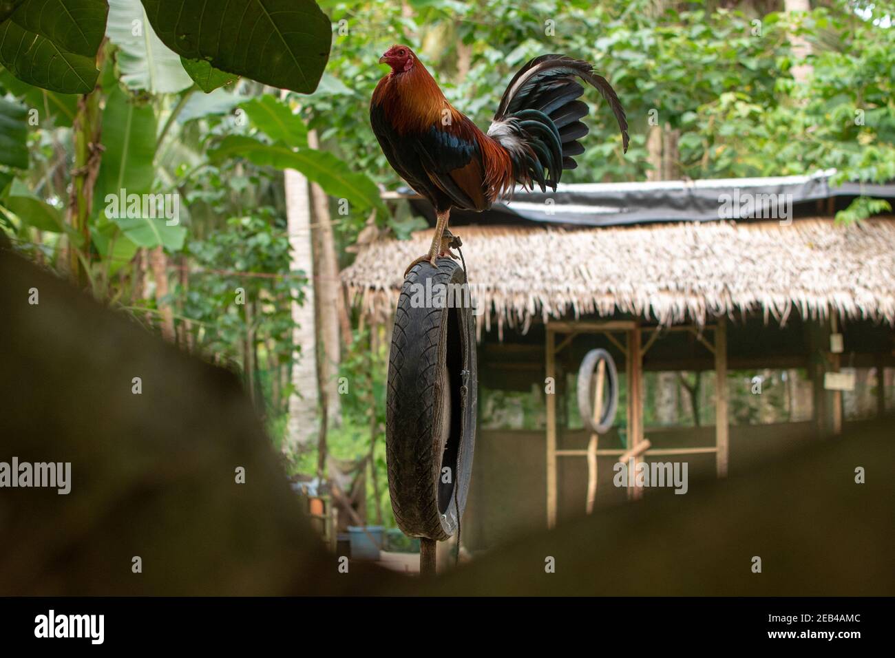 Cock Fight Fighting Pelea de Gallos Siargao Island The Philippines ...