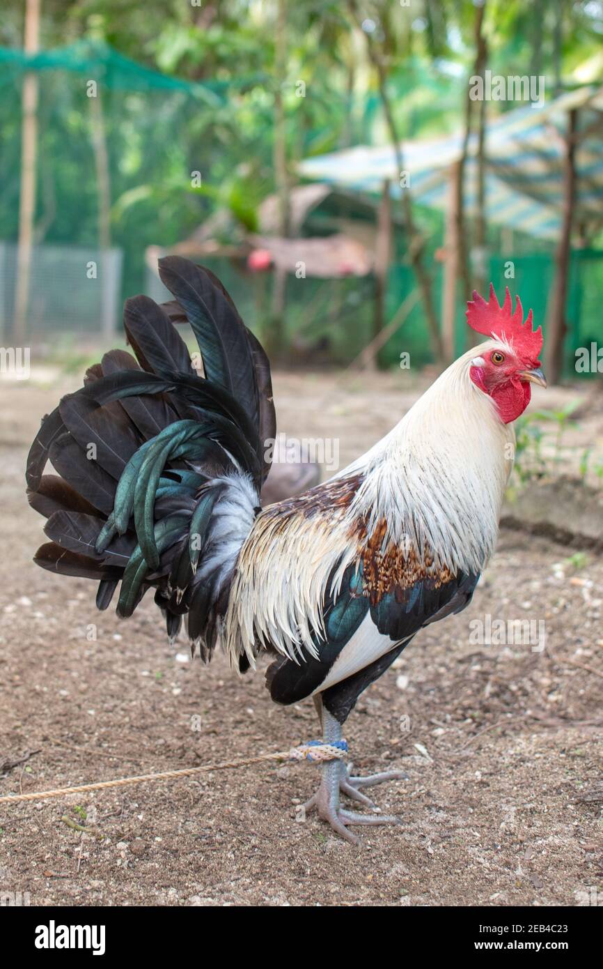 Cock Fight Fighting Pelea de Gallos Siargao Island The Philippines ...