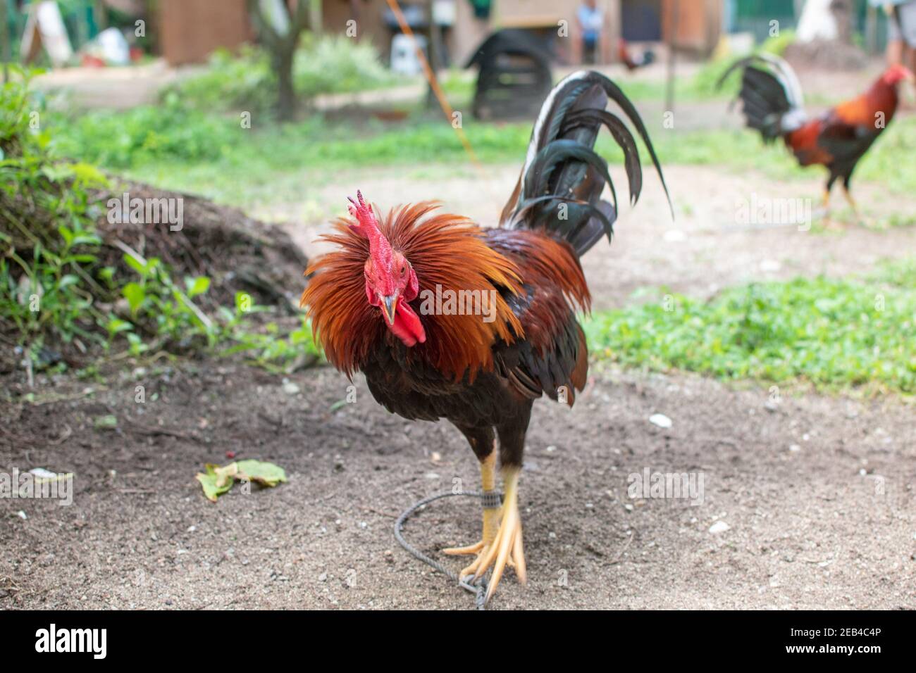 Cock Fight Fighting Pelea de Gallos Siargao Island The Philippines ...