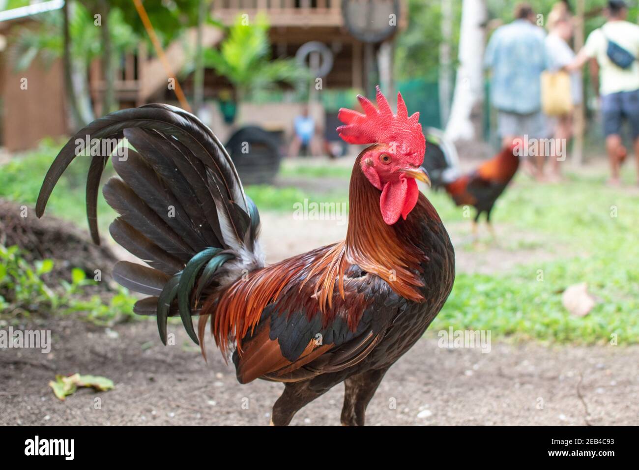 Cock Fight Fighting Pelea de Gallos Siargao Island The Philippines ...