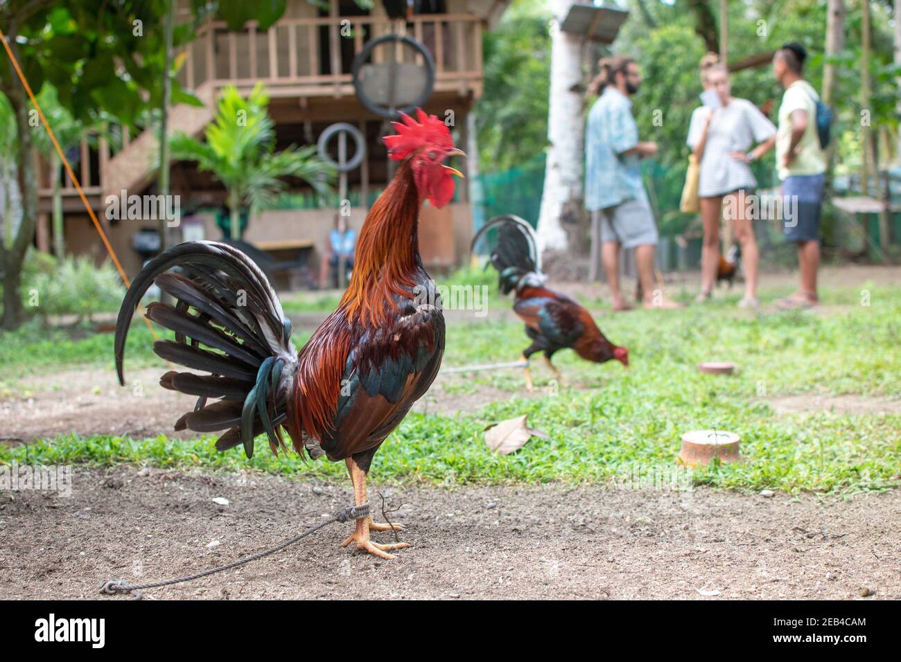 Cock Fight Fighting Pelea de Gallos Siargao Island The Philippines ...