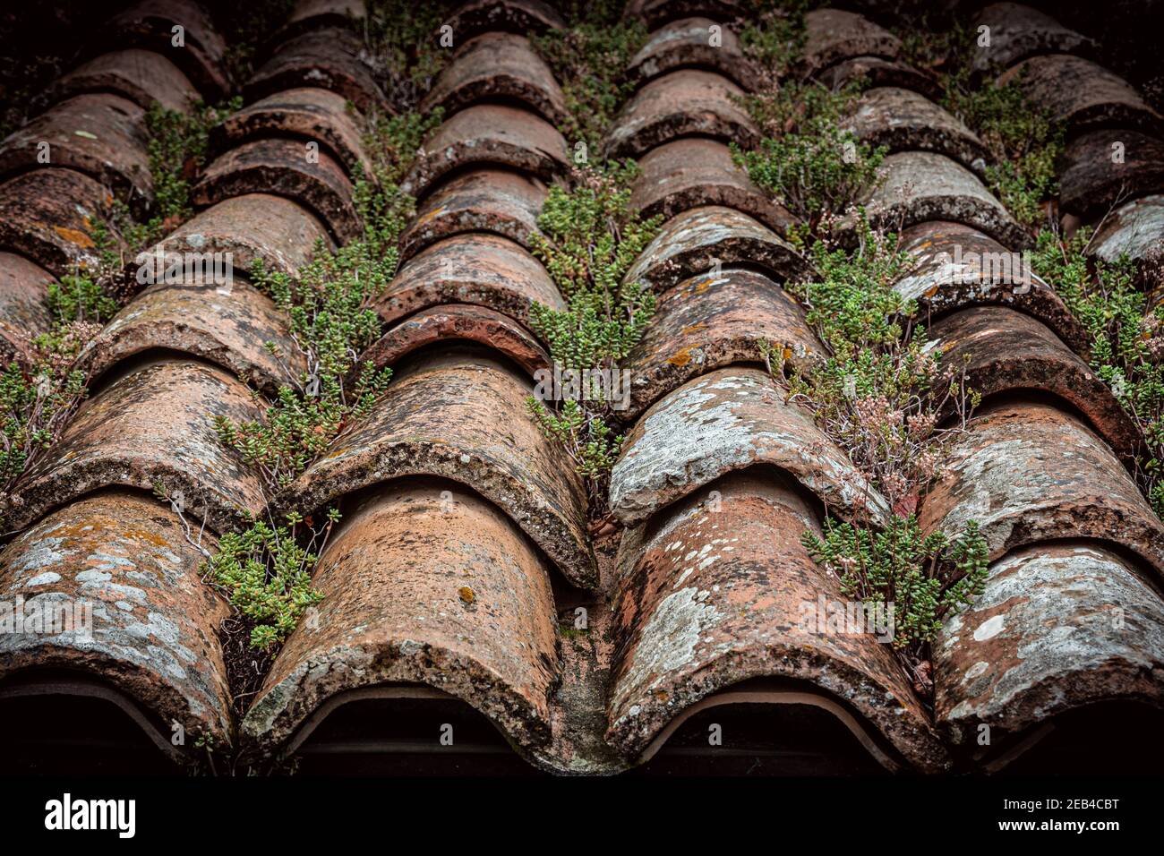 small plants growing on roof tiles in Urbino Stock Photo - Alamy