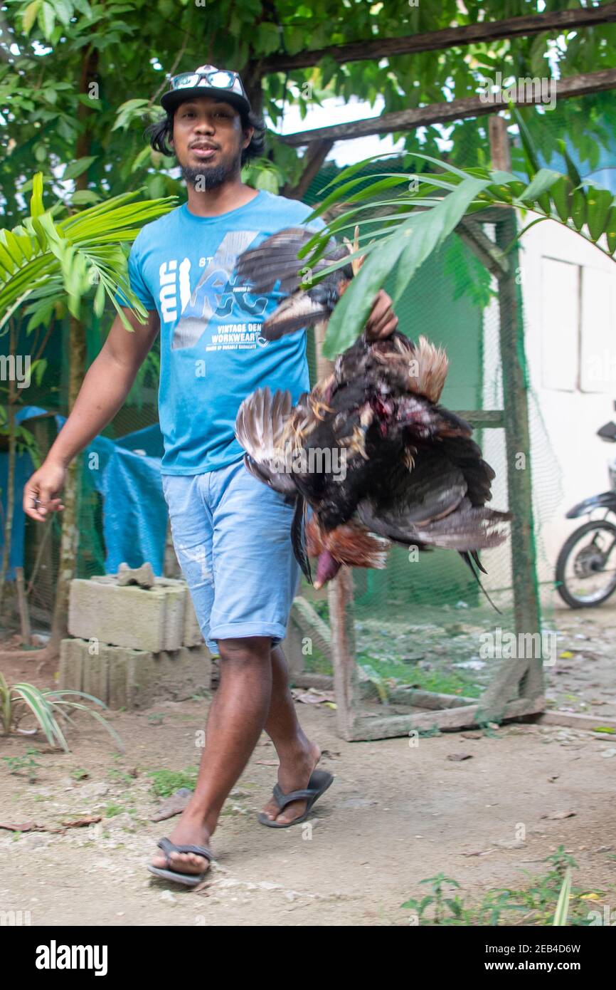 Cock Fight Fighting Pelea de Gallos Siargao Island The Philippines ...