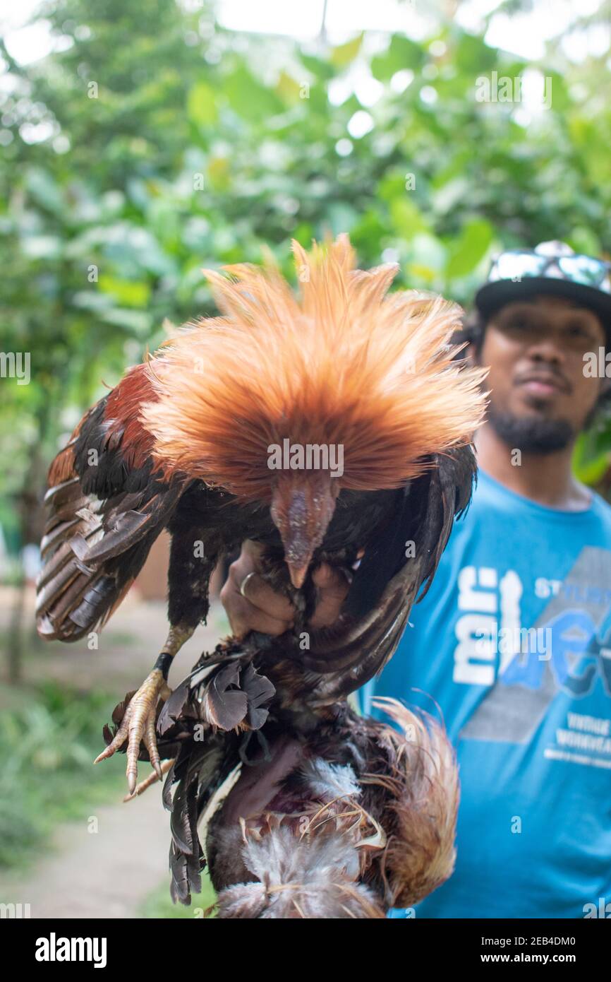 Cock Fight Fighting Pelea de Gallos Siargao Island The Philippines ...