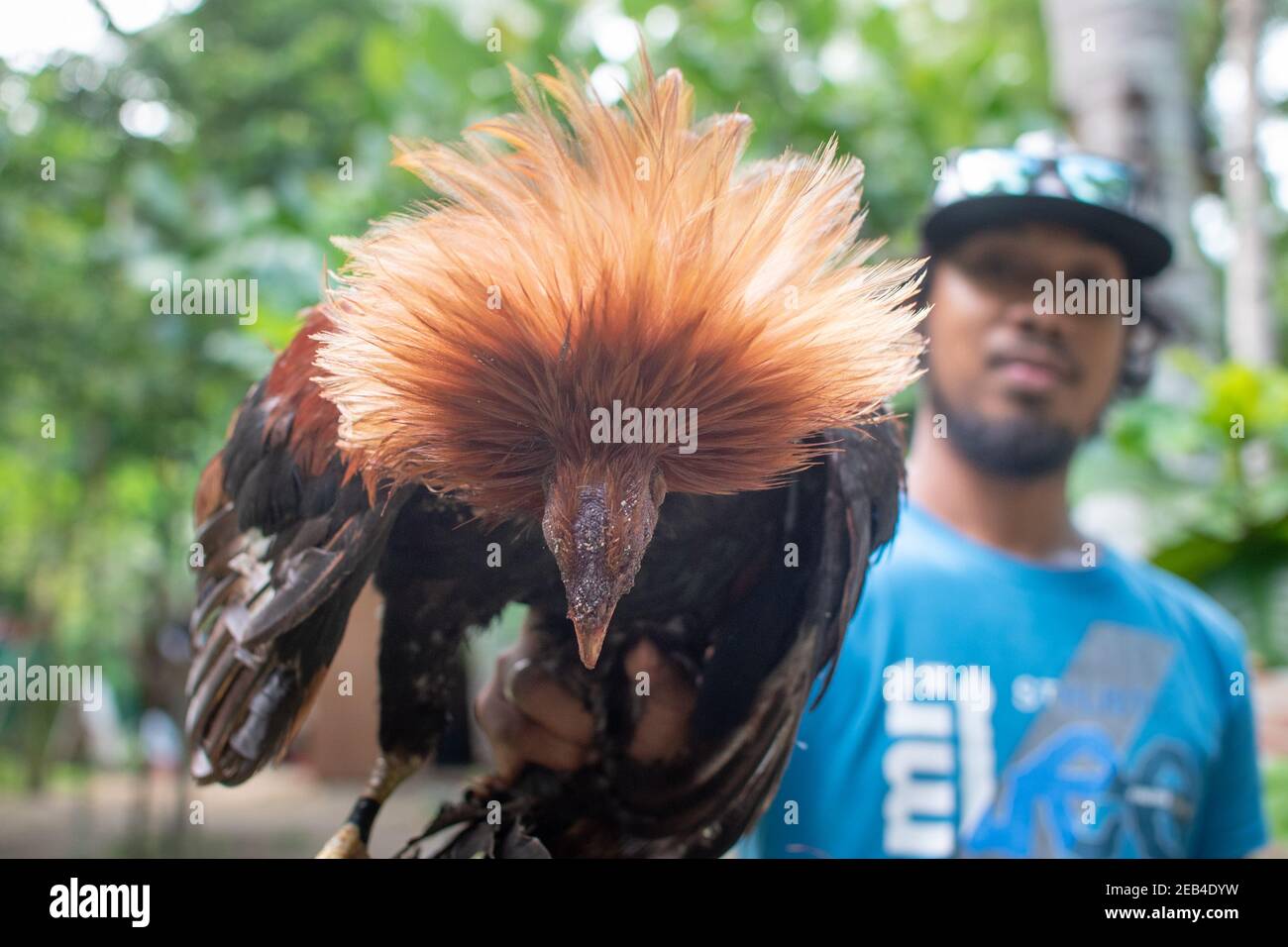 Cock Fight Fighting Pelea de Gallos Siargao Island The Philippines ...
