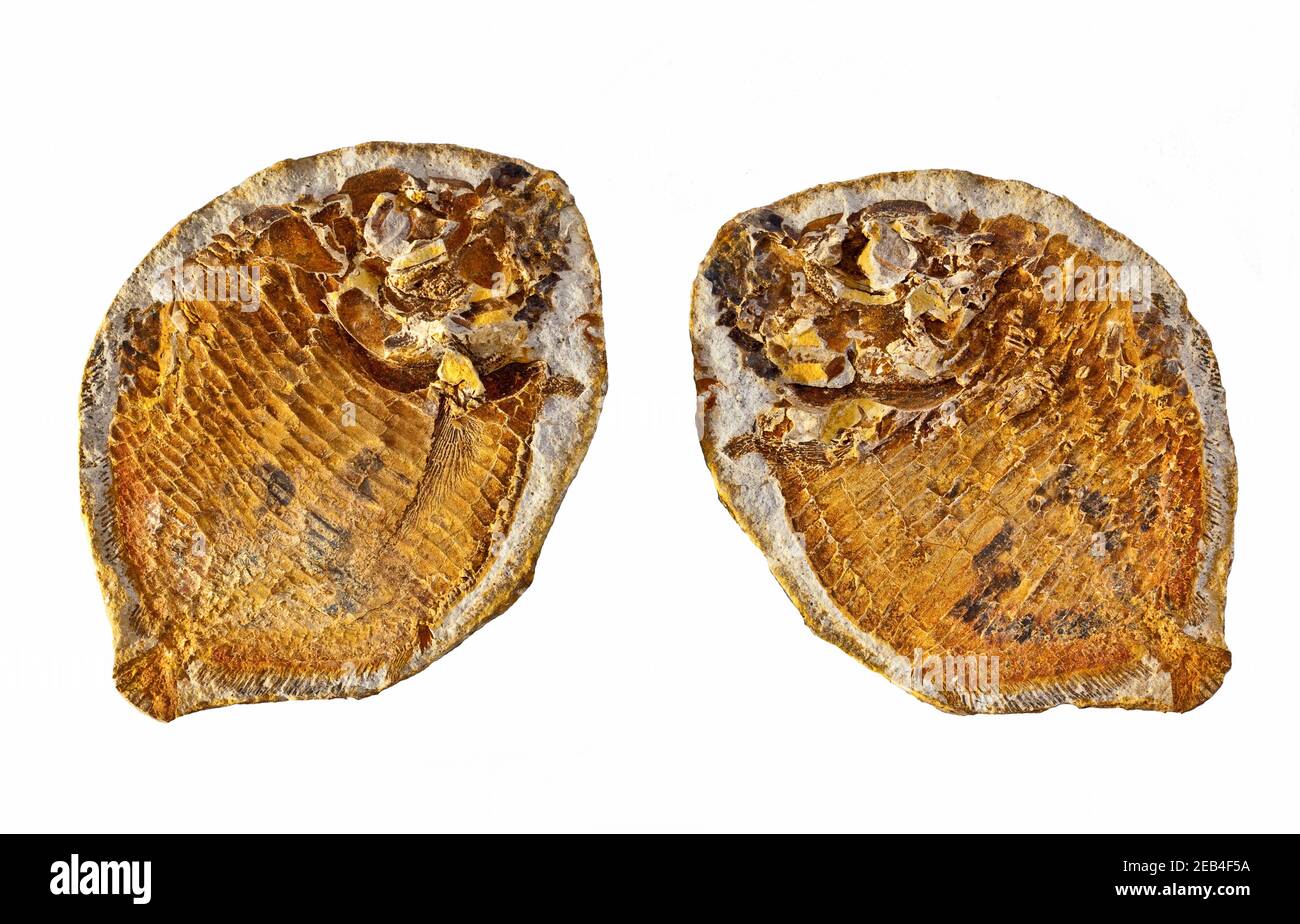 Fossils in pebles Stock Photo - Alamy